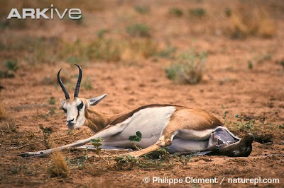 Espaço Lotus White Tiger: O Nascimento dum Animal.
